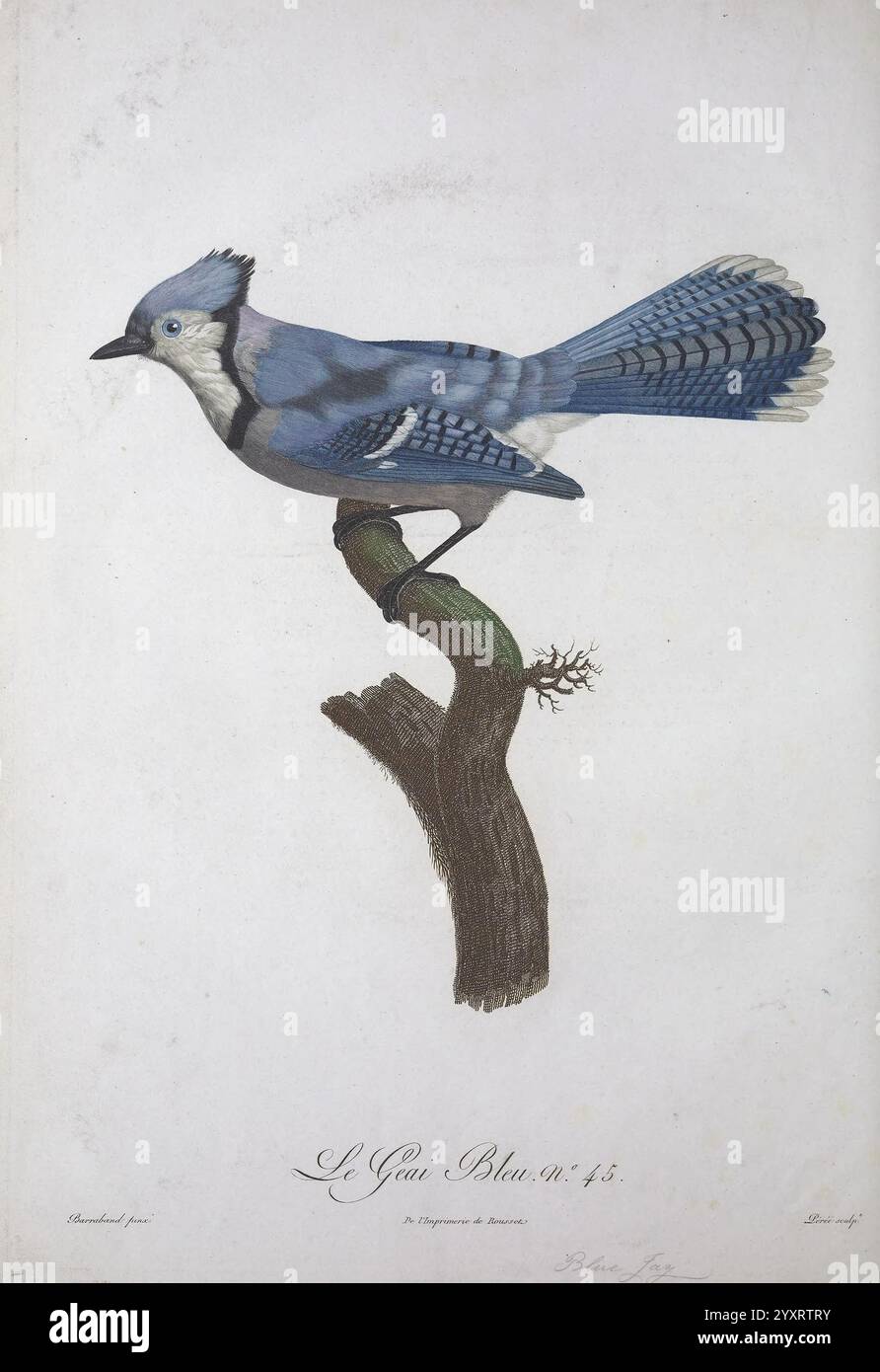 Histoire naturelle des oiseaux de paradis et des rolliers Paris Chez ...