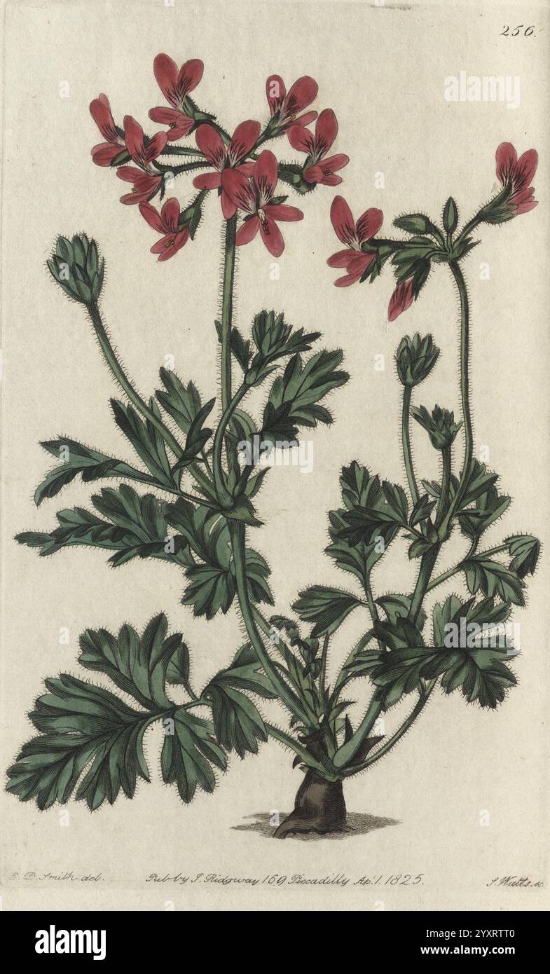 Strong central stem hi-res stock photography and images - Alamy