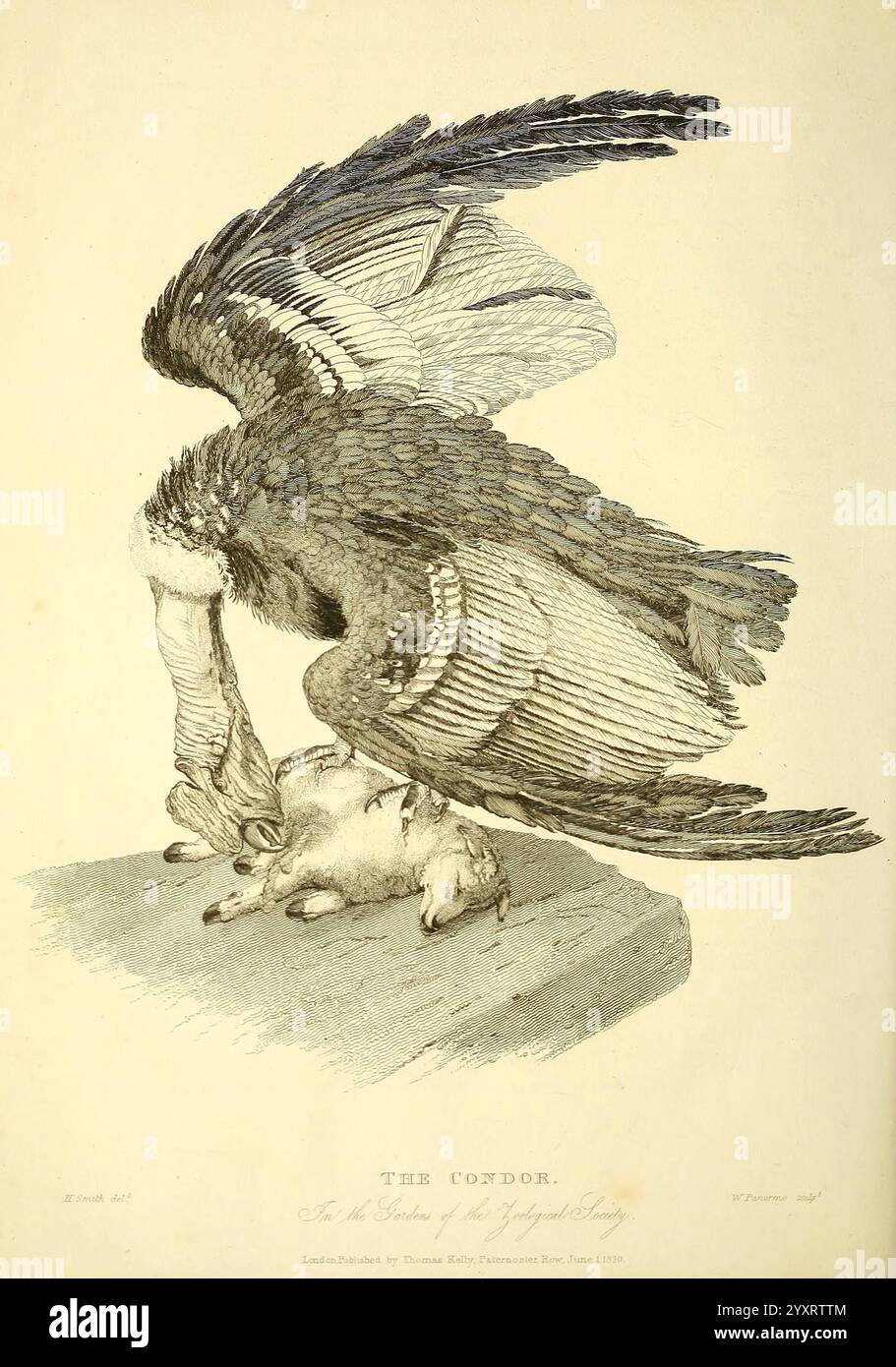 Condor grips hi-res stock photography and images - Alamy