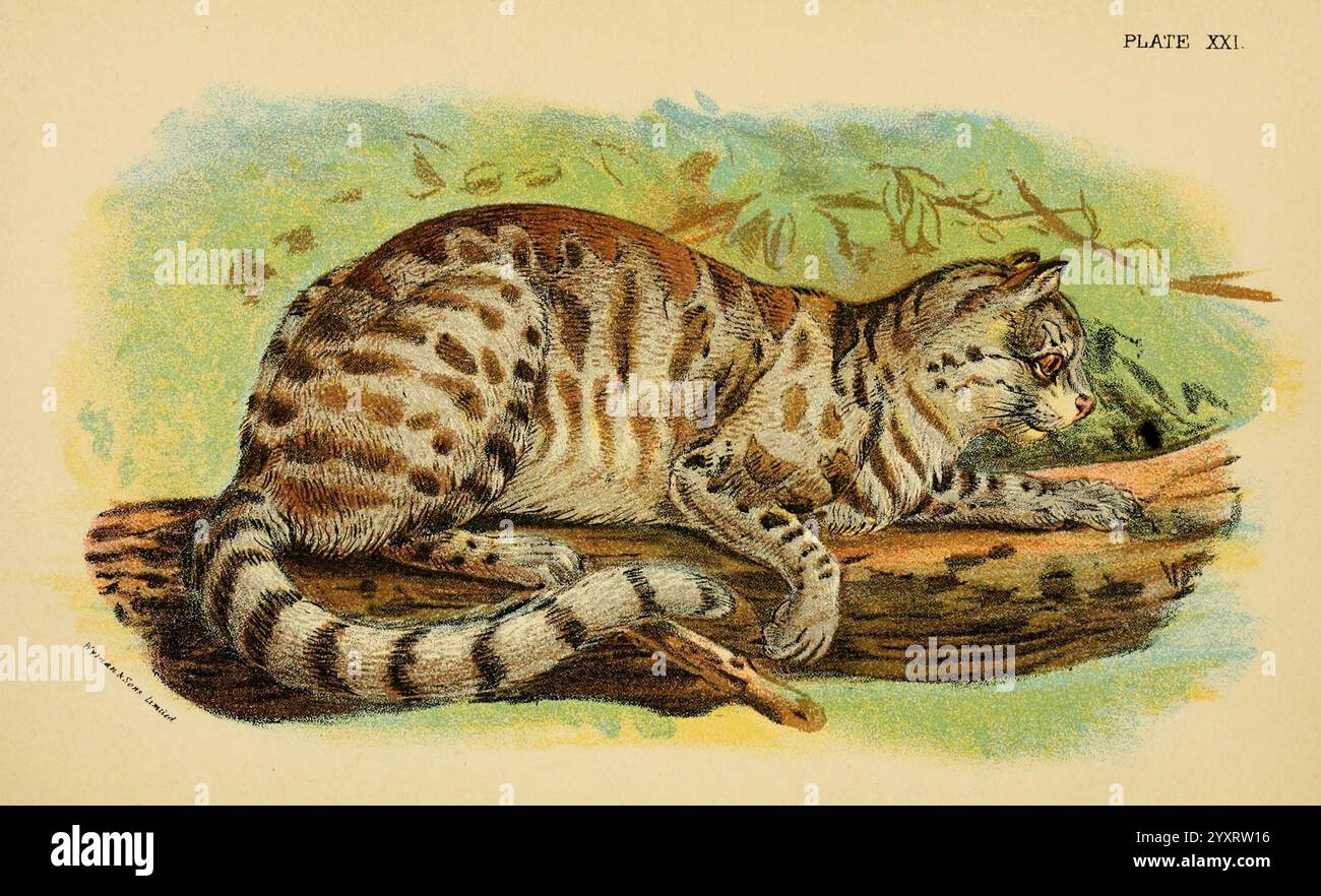 Family felidae pampas cat hi-res stock photography and images - Alamy