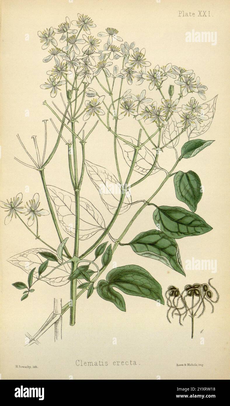 Drawing showcases delicate clusters hi-res stock photography and images ...