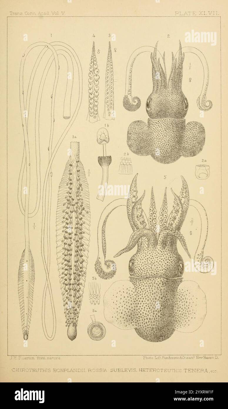 Organisms unique adaptations hi-res stock photography and images - Alamy
