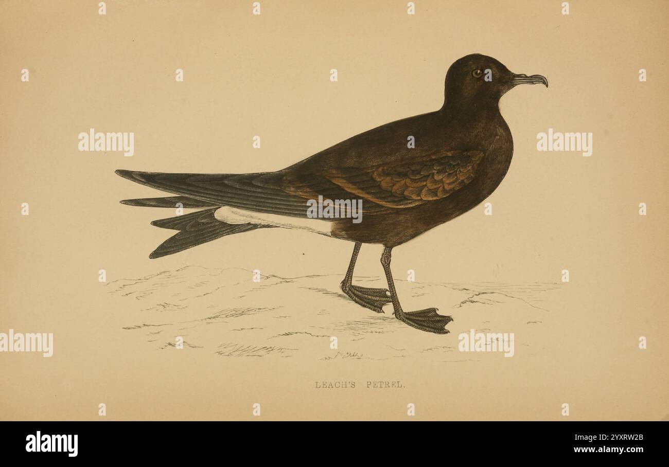 A history of British birds,1863-1866?, birds, Great Britain, bird, A ...