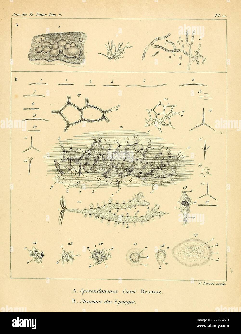 Annales des sciences naturelles, Paris, Crochard, fungus, sponges ...