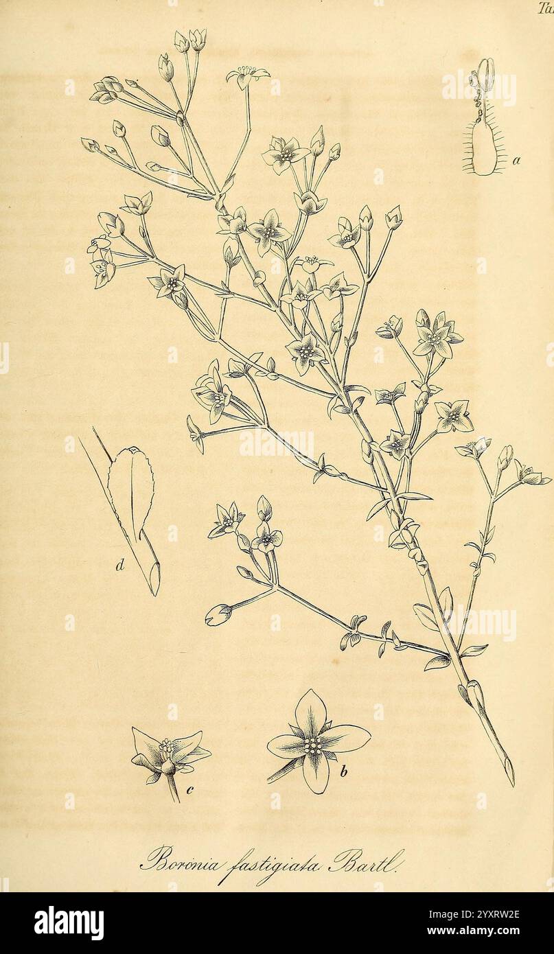 Labeled sketches accompany hi-res stock photography and images - Alamy