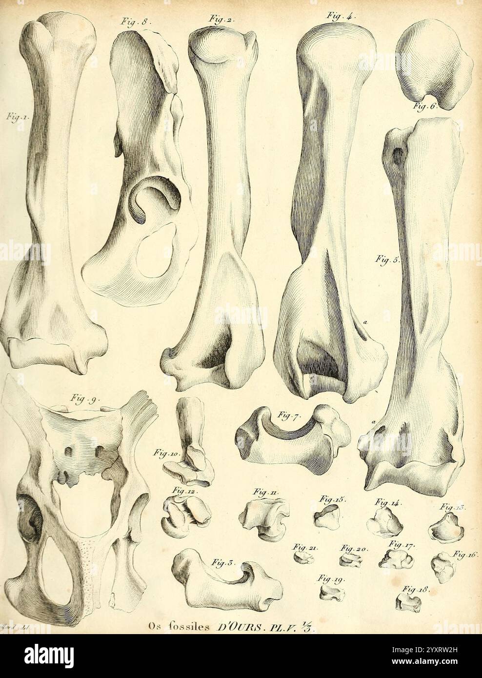 Larger bones exhibit detailed contours hi-res stock photography and ...