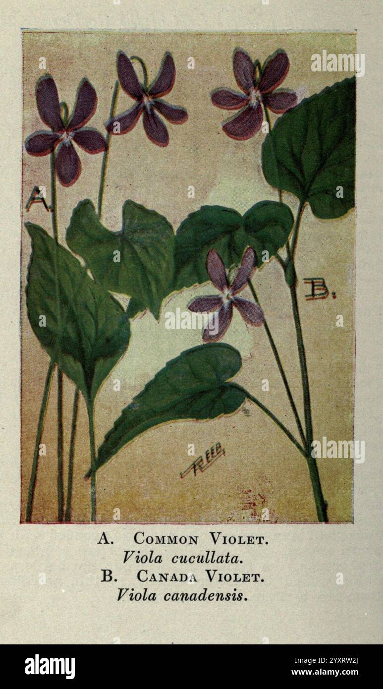 Wild flowers, east of the Rockies, New York,1910, United States ...