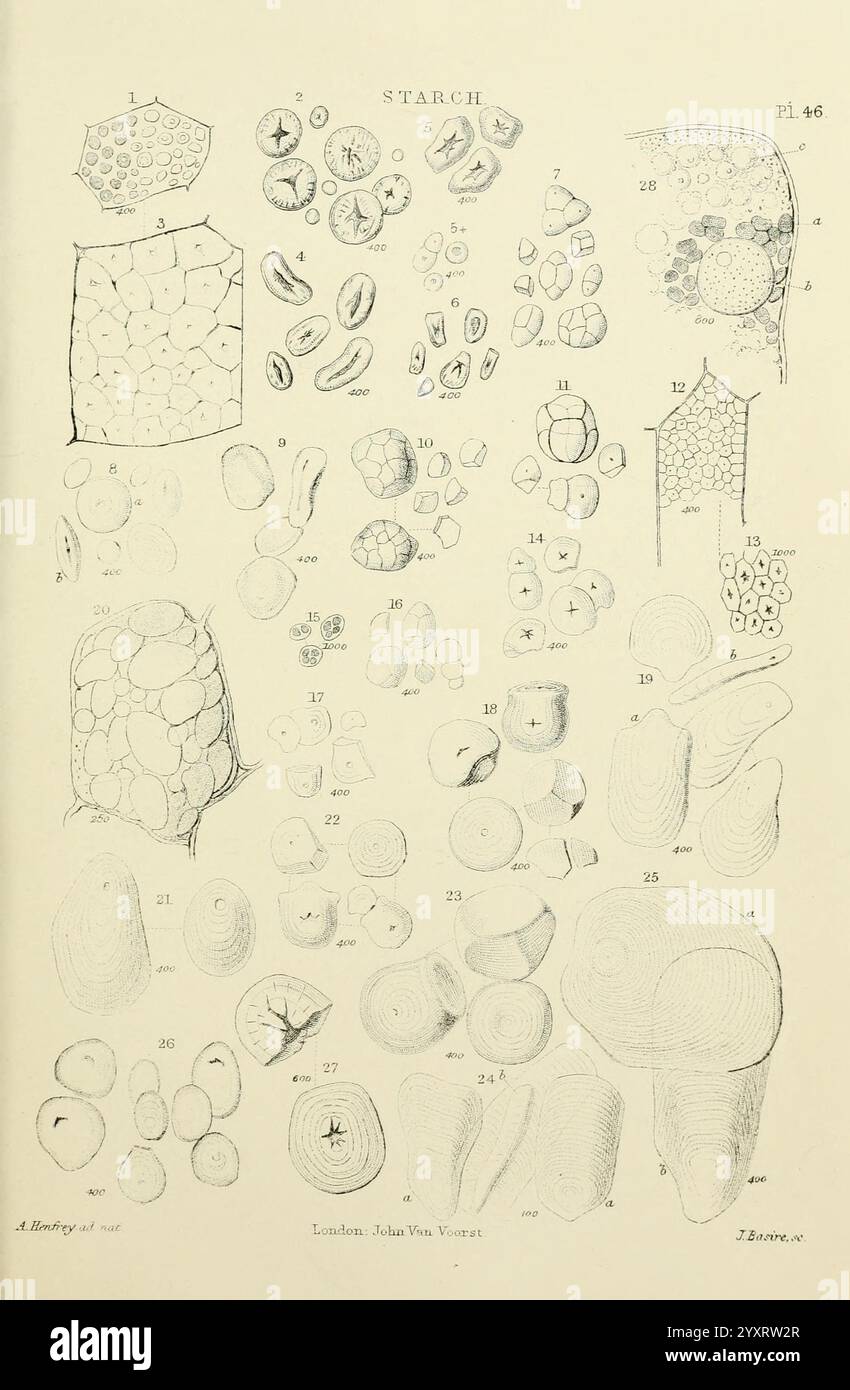 The, micrographic, dictionary, London, J, Van, Voorst, 1883 ...