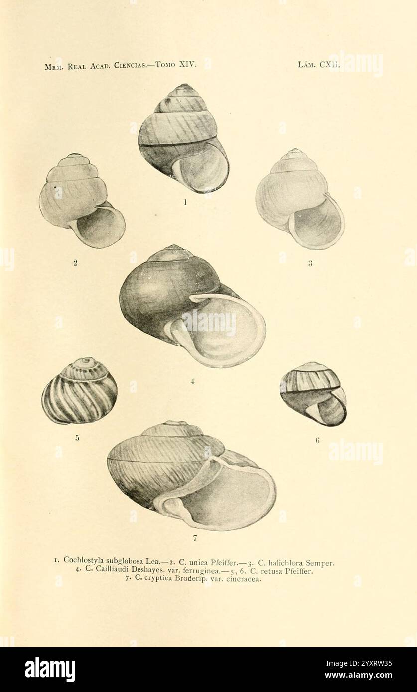 Rounded shell stands hi-res stock photography and images - Alamy