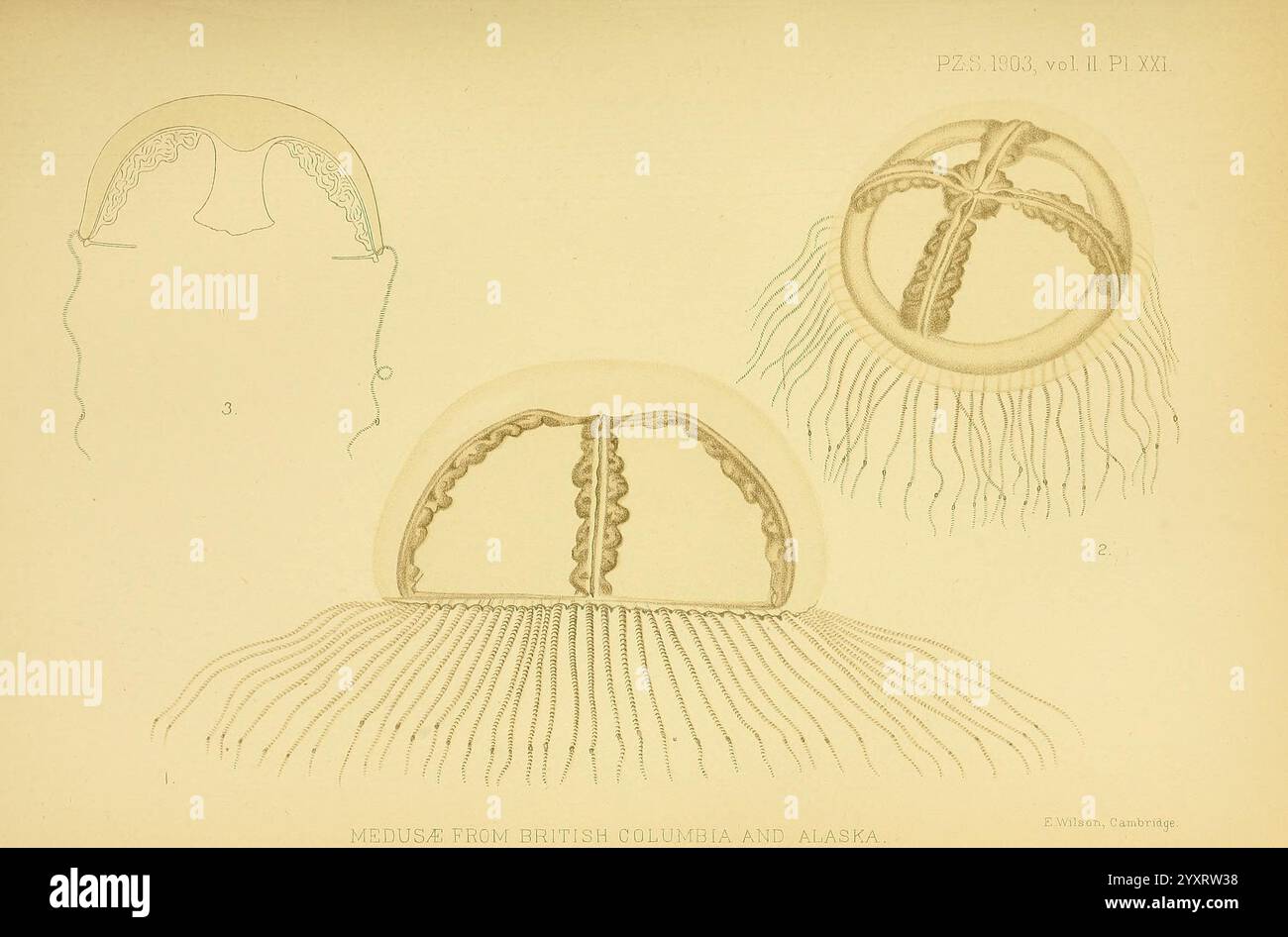 Three distinct marine creatures hi-res stock photography and images - Alamy