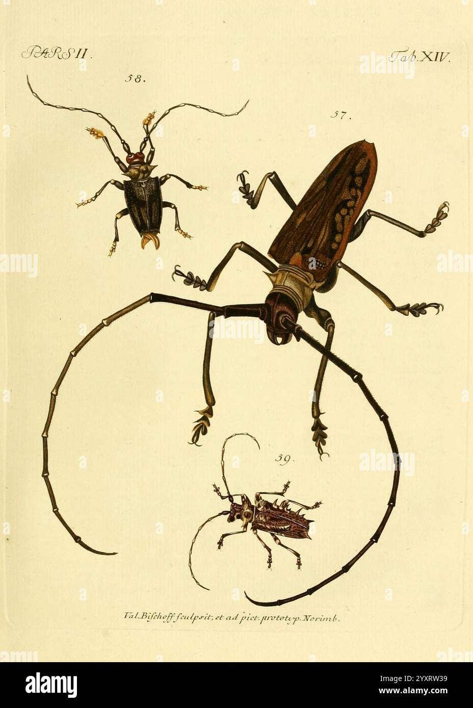 Illustration features three distinct insects hi-res stock photography ...