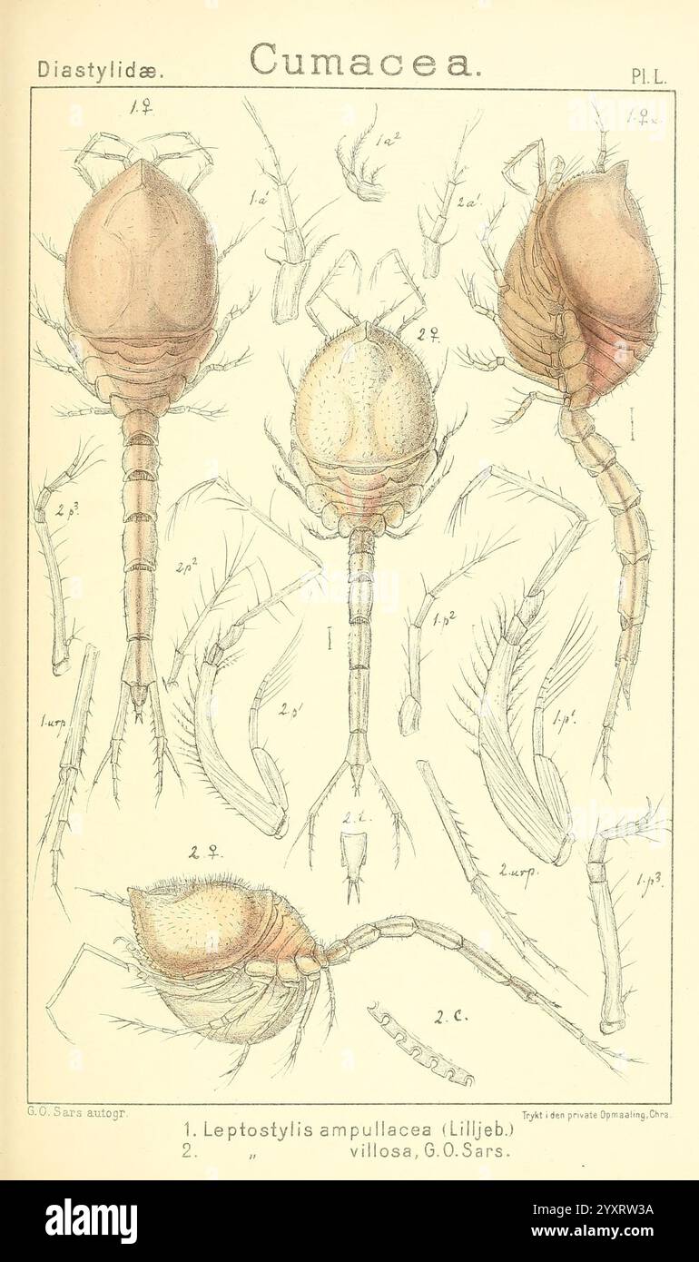 An account of the Crustacea of Norway, Christiania A. Cammermeyer 1895 ...