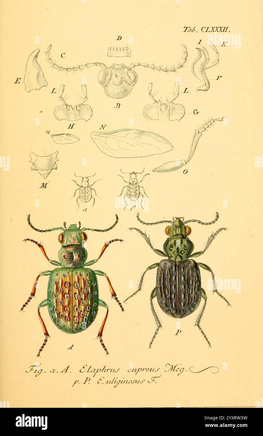 Two prominent specimens labeled hi-res stock photography and images - Alamy