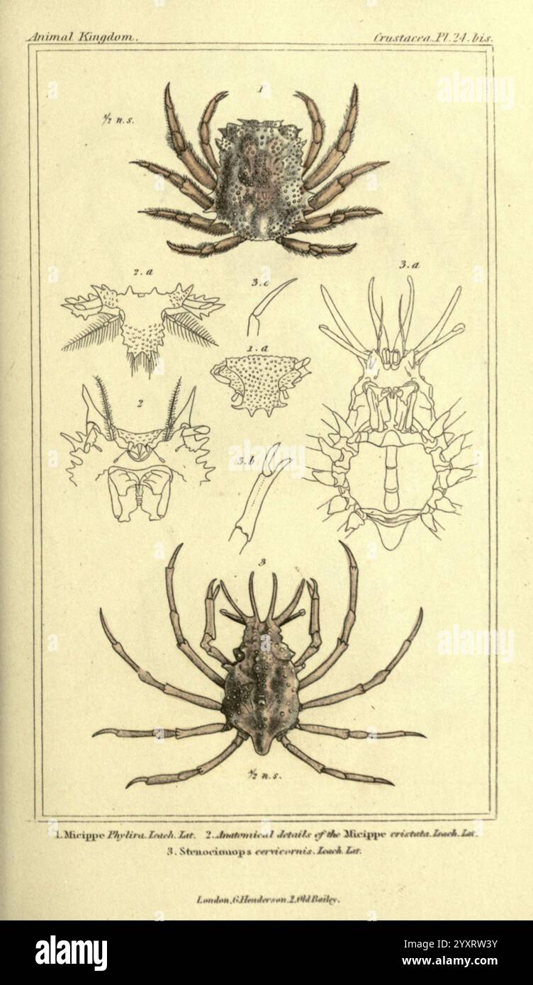 Indicating detailed scientific classifications hi-res stock photography ...