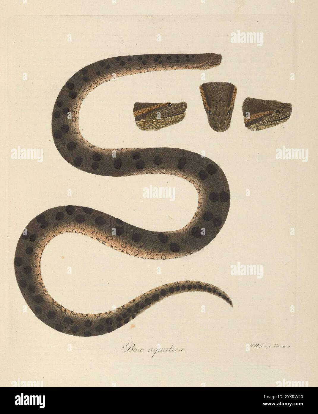 Slender serpent characterized hi-res stock photography and images - Alamy