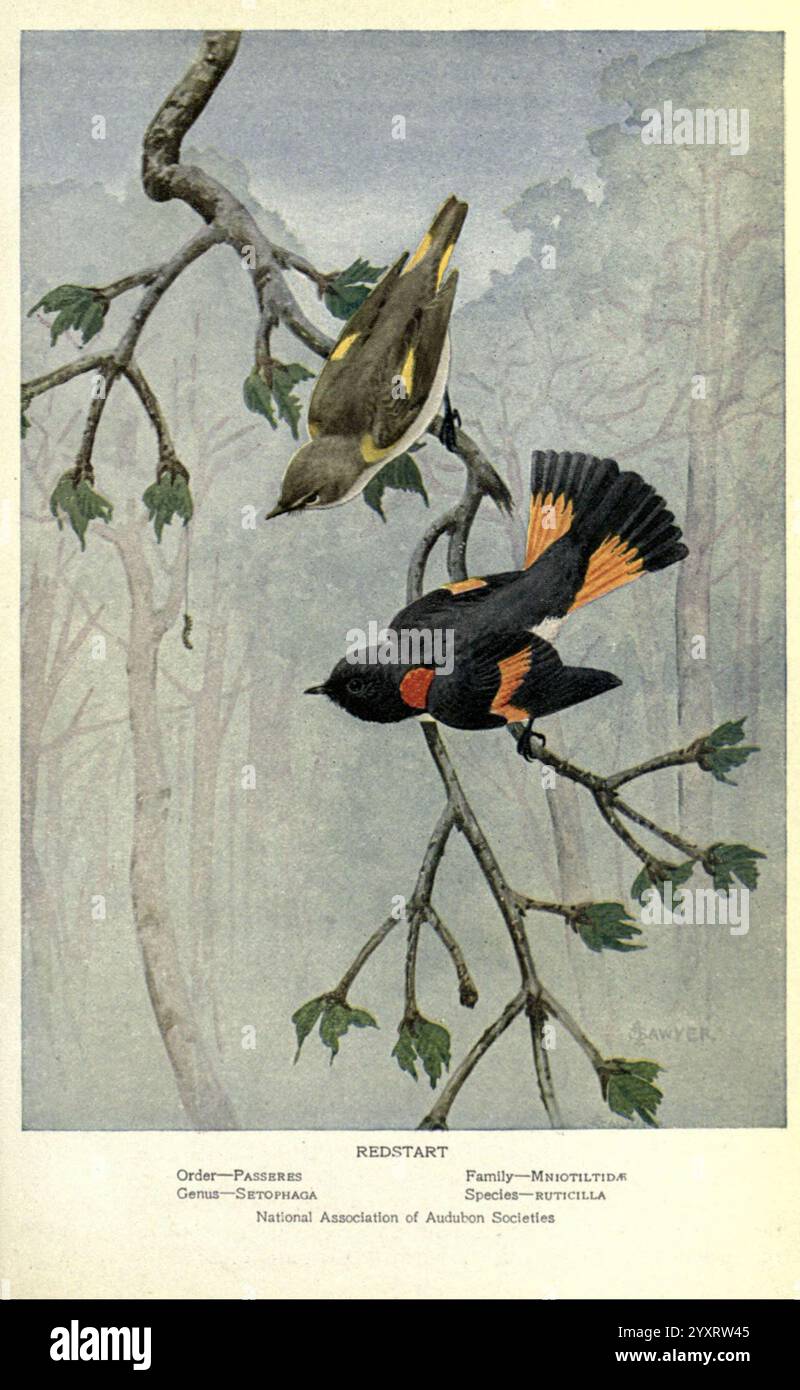 Male redstart stands hi-res stock photography and images - Alamy