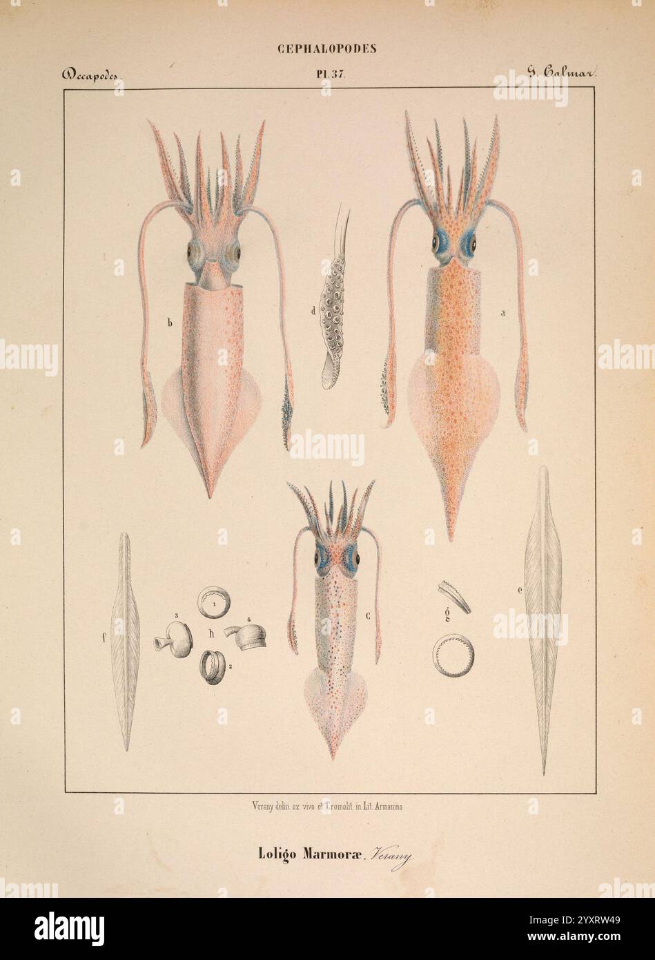 Mollusques, Mediterranean, GeÌ, ACnes, Impr, des sourds-muets, 1851 ...