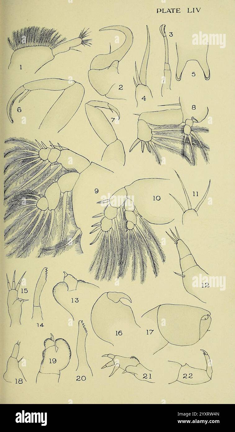 The British parasitic Copepoda London Printed for the Ray Society 1913 ...