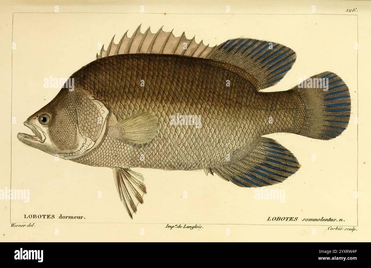 Histoire naturelle des poissons Paris Chez F. G. Levrault 1828-1849 ...
