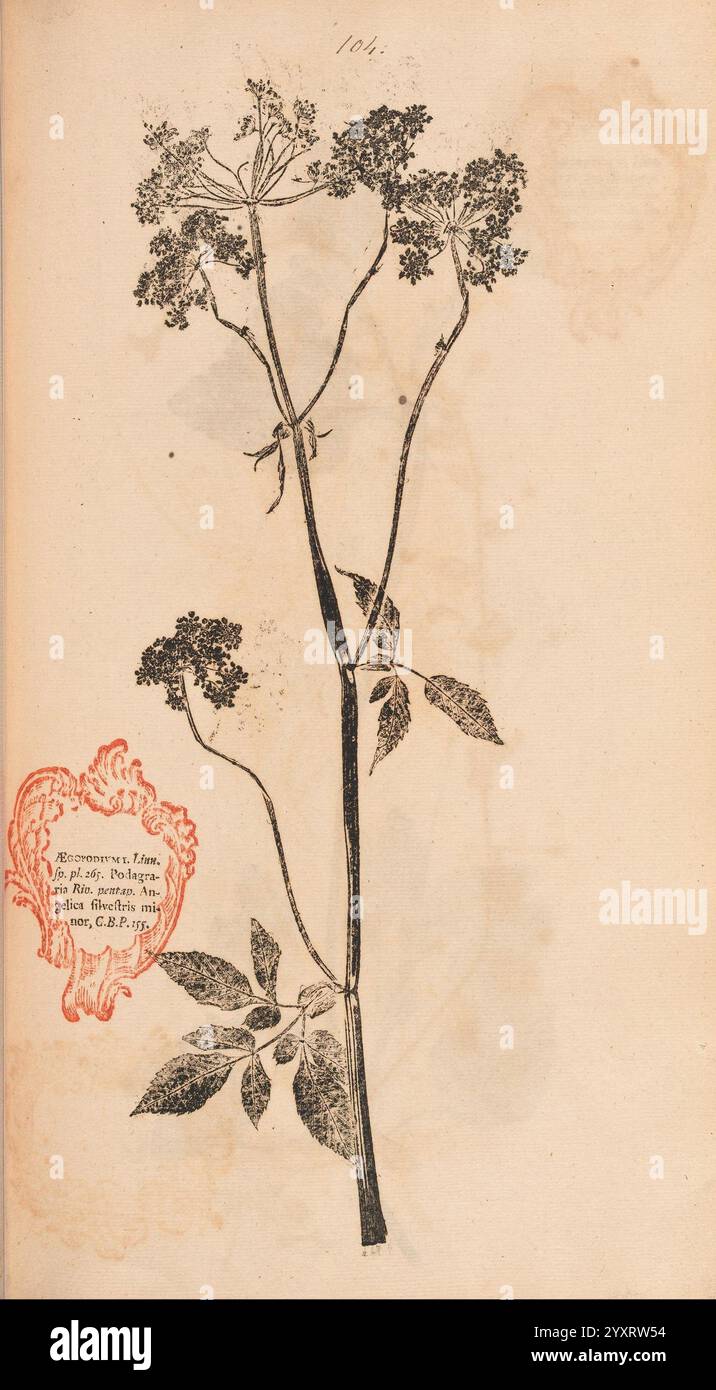 Flora Berolinensis, Berlin, Die Schule, 1757-1758, aegopodium ...