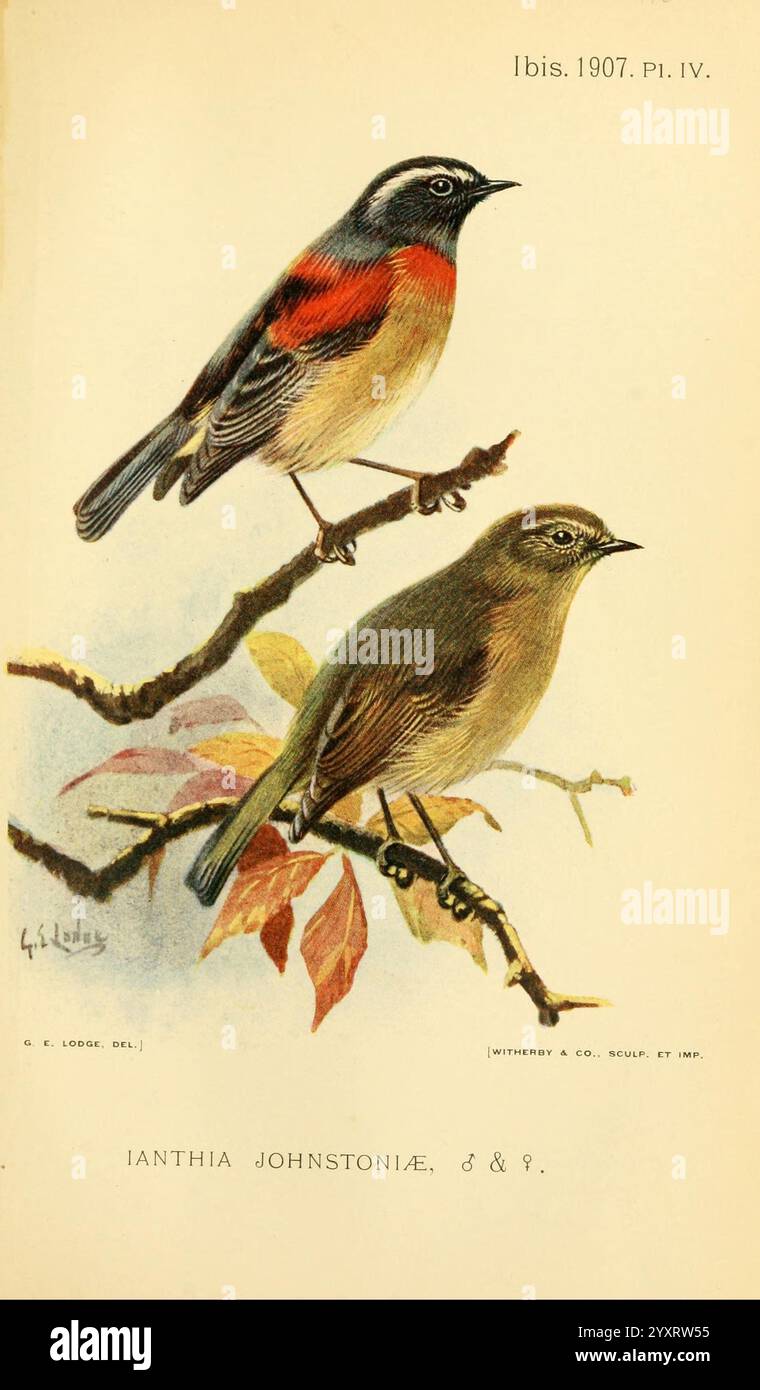 Ibis London Published for the British Ornithologists' Union by Academic ...