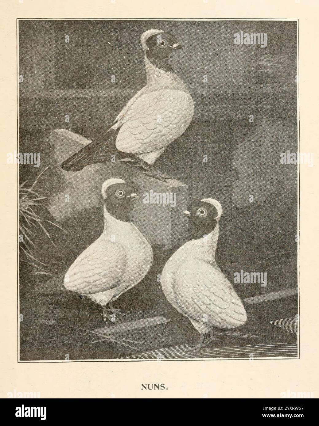 Pigeons and all about them Boston C.E. Twombly [c1898] pigeons Woods ...