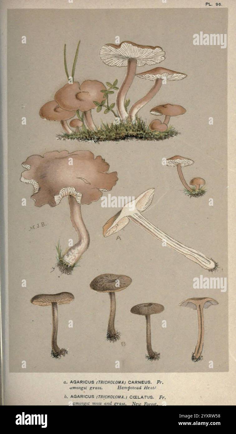 Illustrations of British Fungi (Hymenomycetes), to serve as an atlas to ...