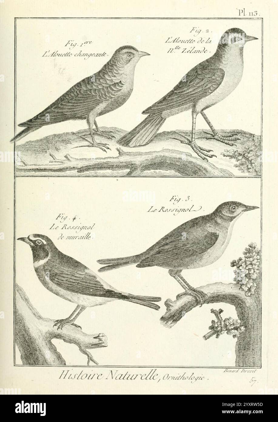 Distinguishing markings hi-res stock photography and images - Alamy