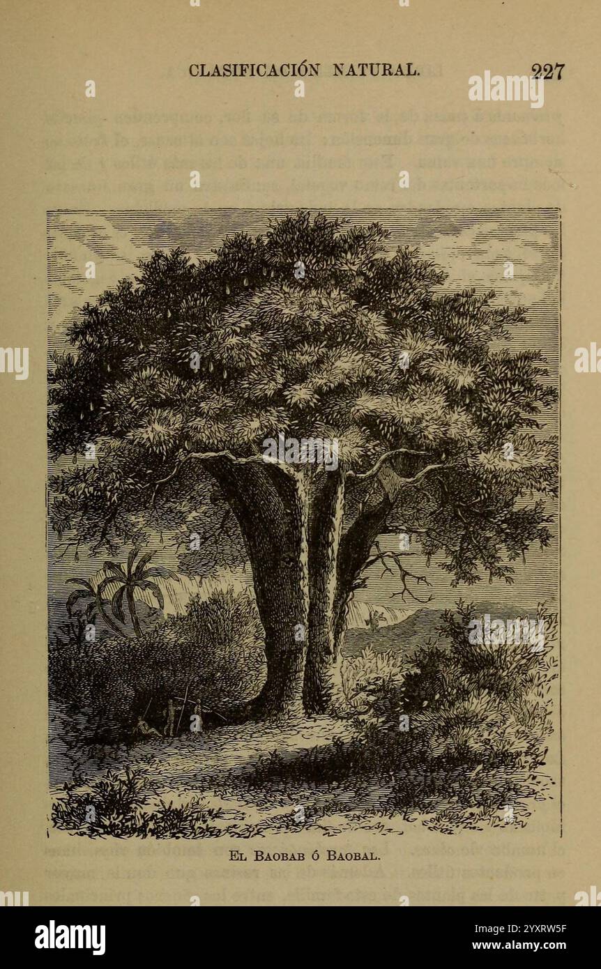 Libro, Primero, de, Botánica, Reino, Vegetal, Nueva, York, D, Appleton ...