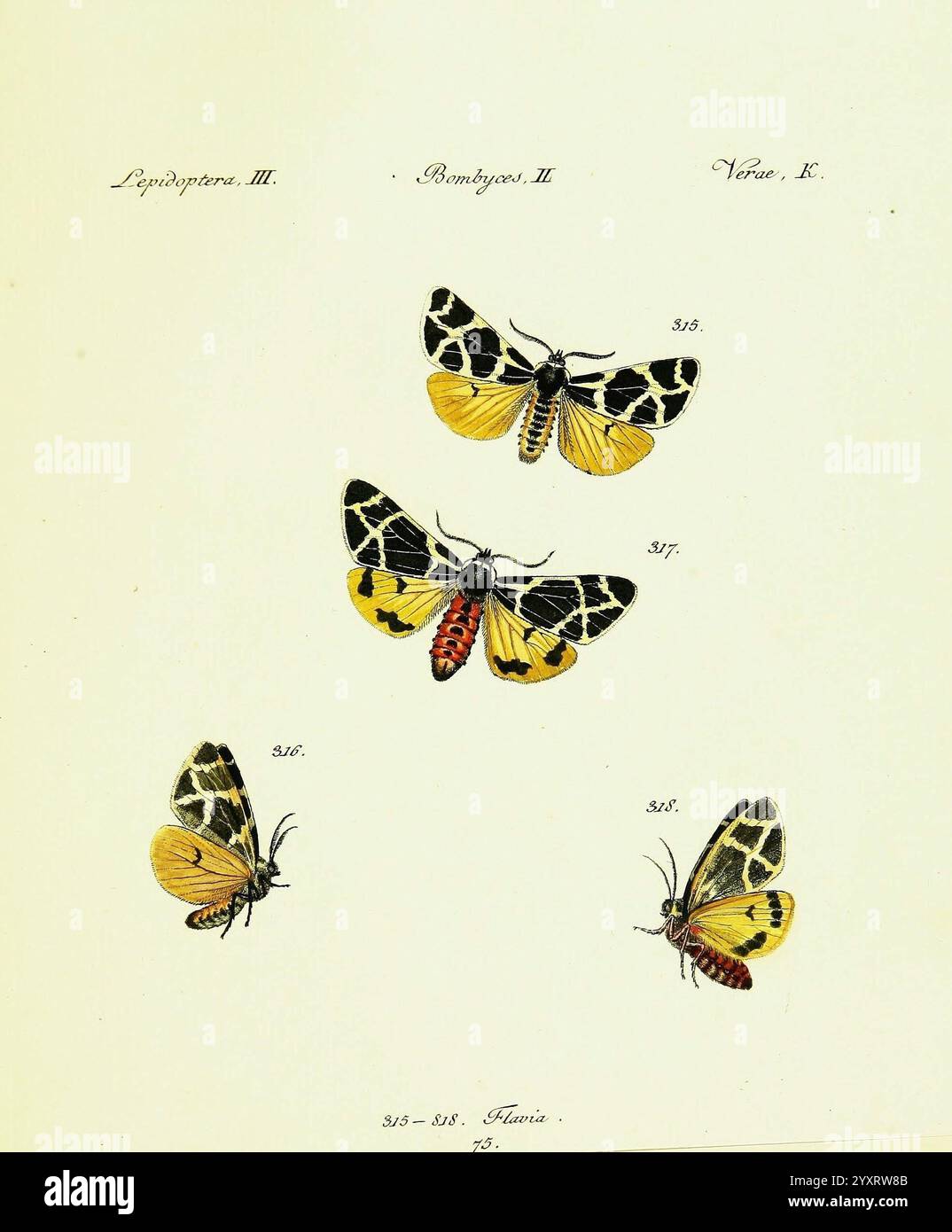 Hübner's, papilio, s.l, s.n, 1796-1841, lepidoptera, The illustration ...