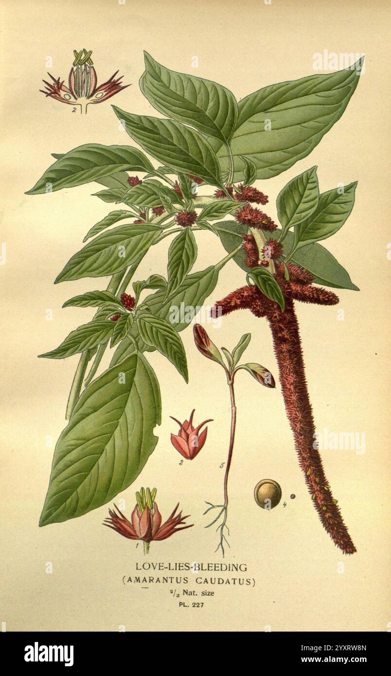 Favourite flowers of garden and greenhouse, London and New York ...