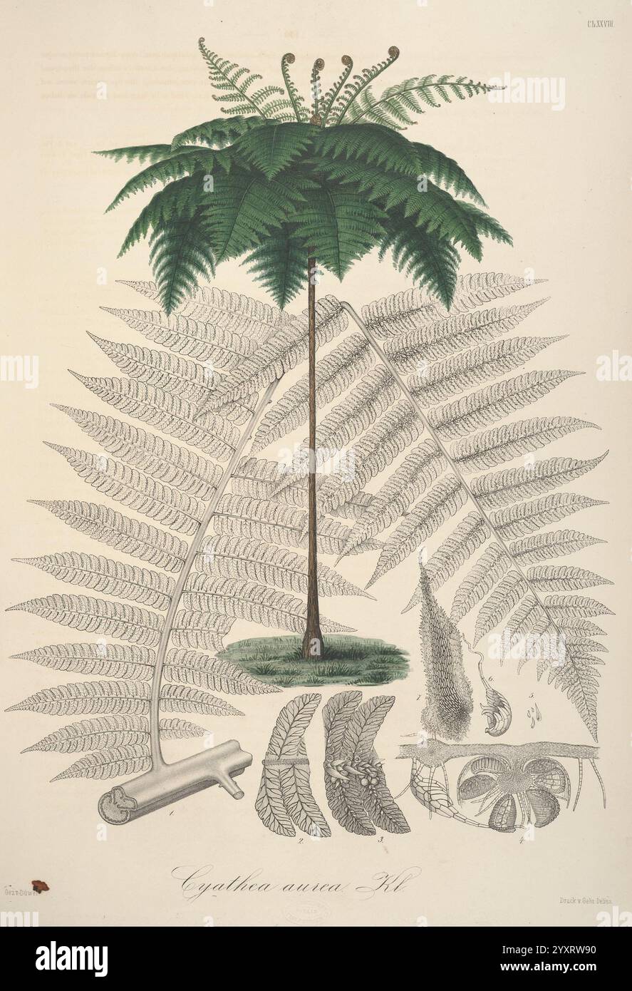Various fern parts hi-res stock photography and images - Alamy