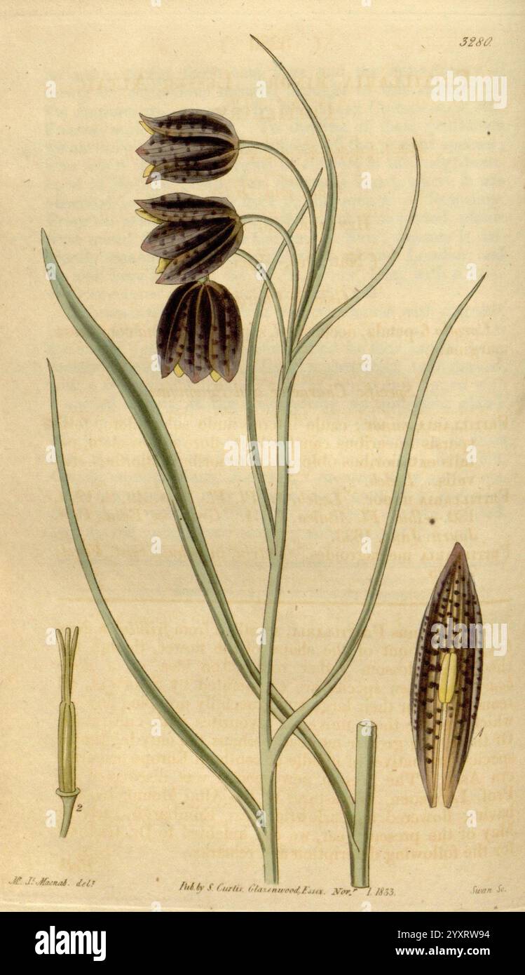 Curtis's Botanical Magazine, London, New York, Botanical Illustration ...