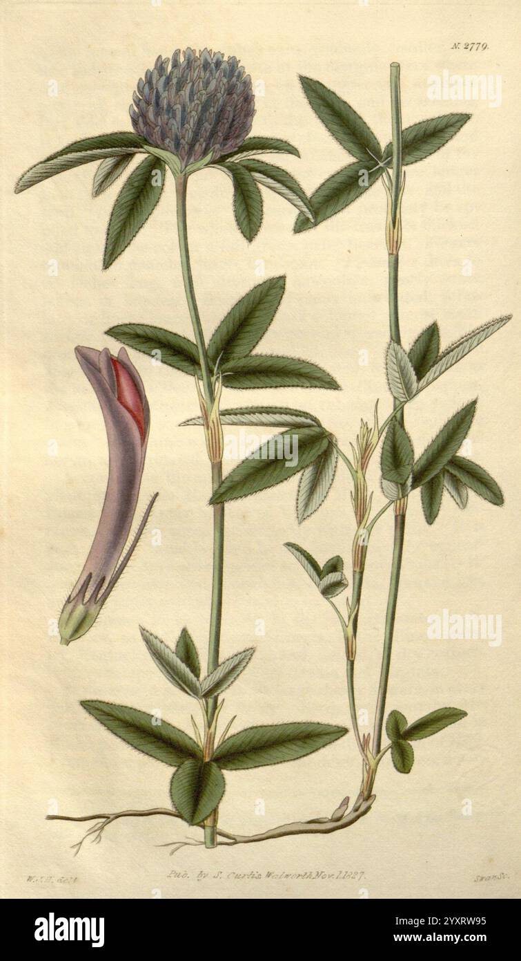 Pinnate arrangement hi-res stock photography and images - Alamy