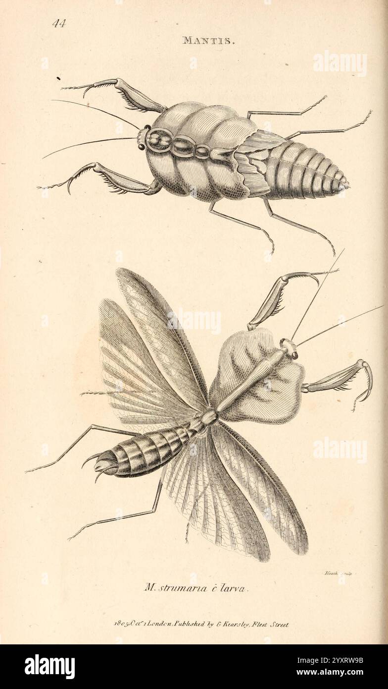 Abdomen tapers hi-res stock photography and images - Alamy