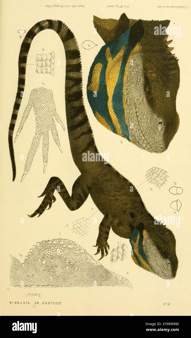 Robust characteristics hi-res stock photography and images - Alamy