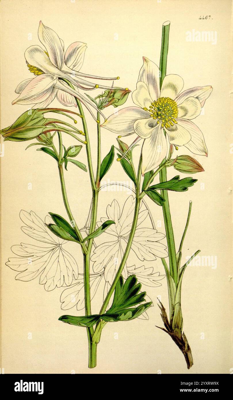 Curtis's Botanical Magazine, London, New York, botanical illustration ...