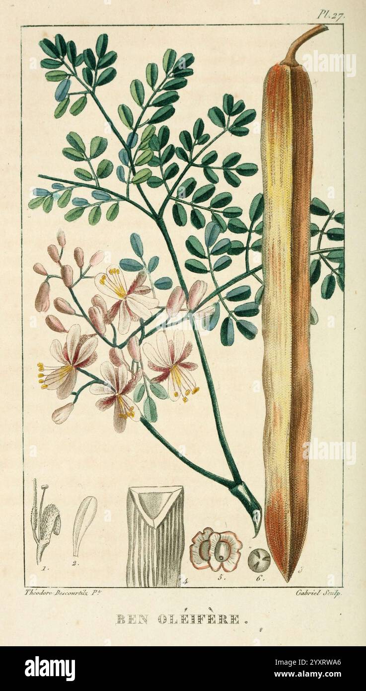 Flore pittoresque et médicale des Antilles v.1, Paris, Pichard, 1821 ...