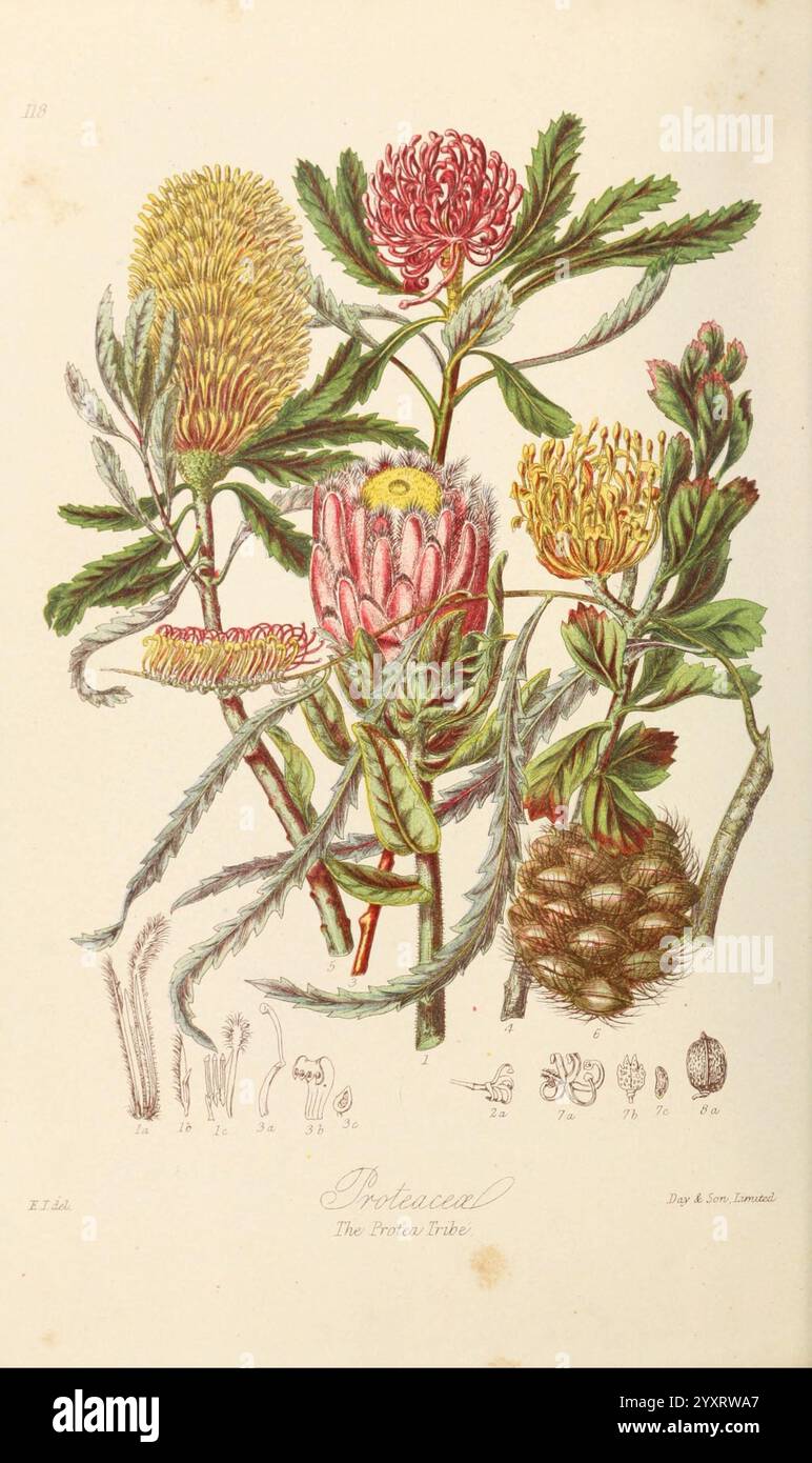 Illustrations of the natural orders of plants with groups and ...