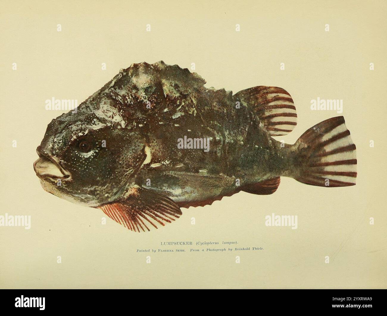 Specimen captures hi-res stock photography and images - Alamy