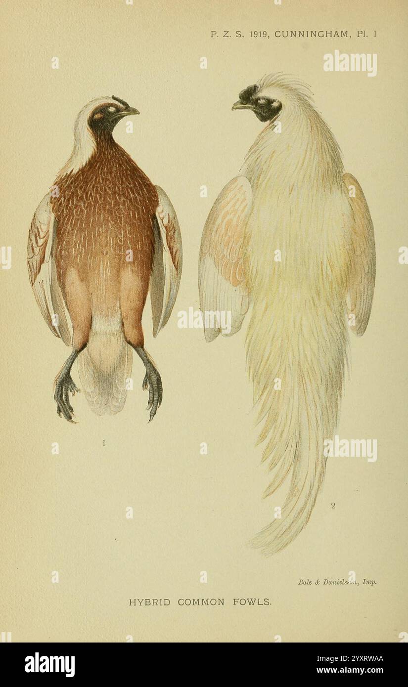 Second fowl displays hi-res stock photography and images - Alamy