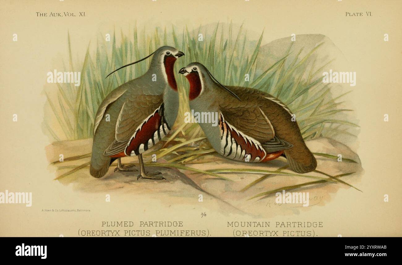 Characteristic beaks hi-res stock photography and images - Alamy