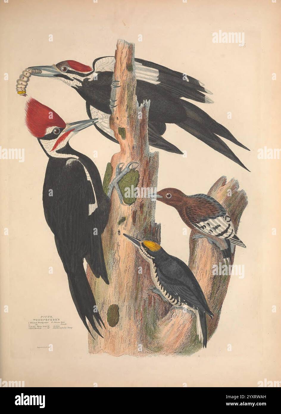 Illustrations of the American Ornithology of Alexander Wilson and ...