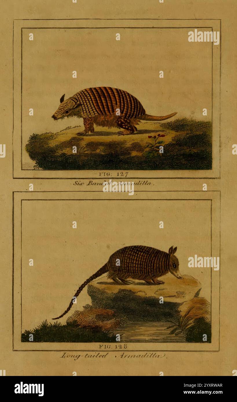 Scene depicts two distinct armadillo species hi-res stock photography ...