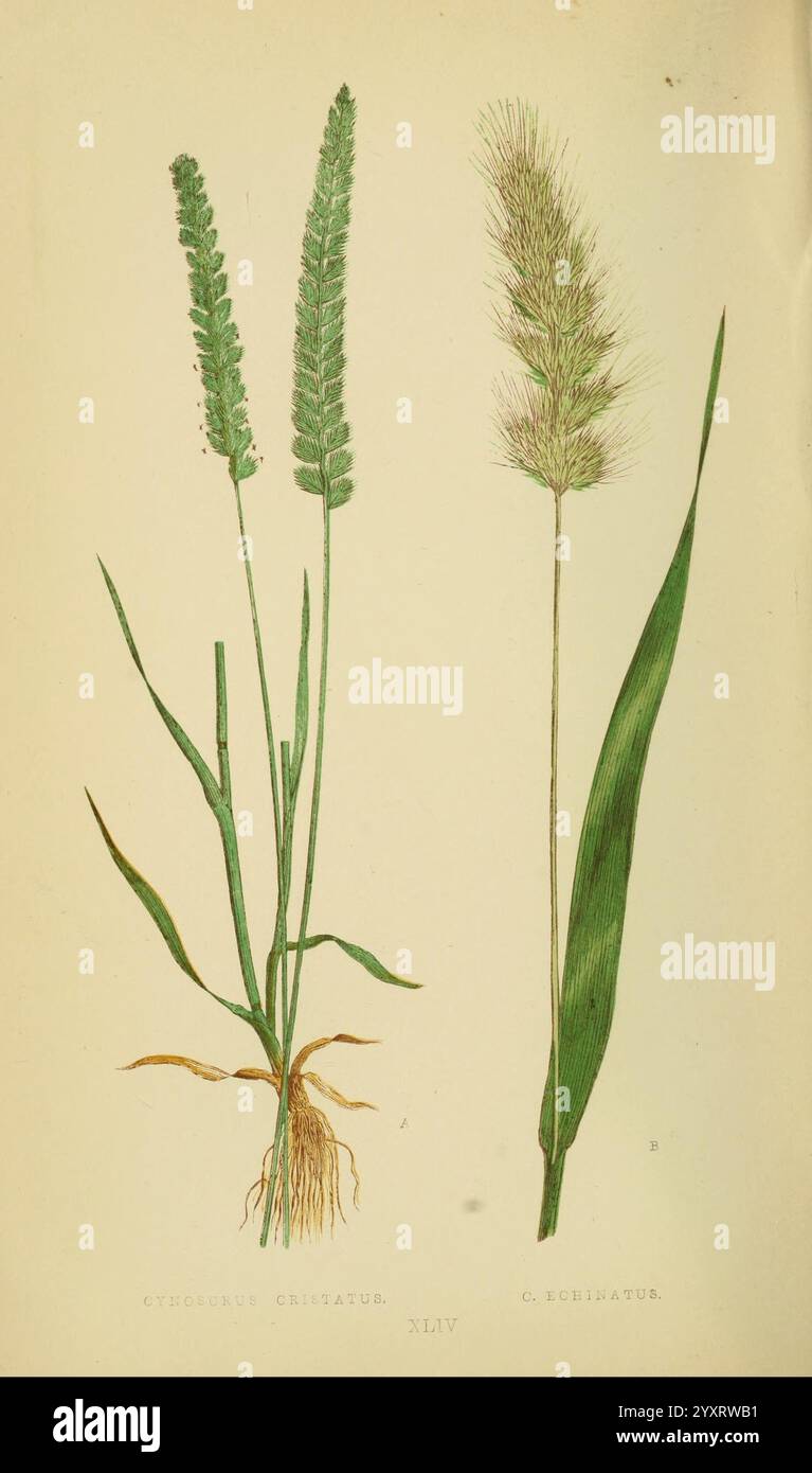 A natural history of British grasses, London, Groombridge, 1858, Great ...