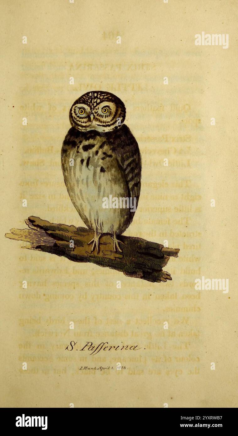 Pufferina hi-res stock photography and images - Alamy