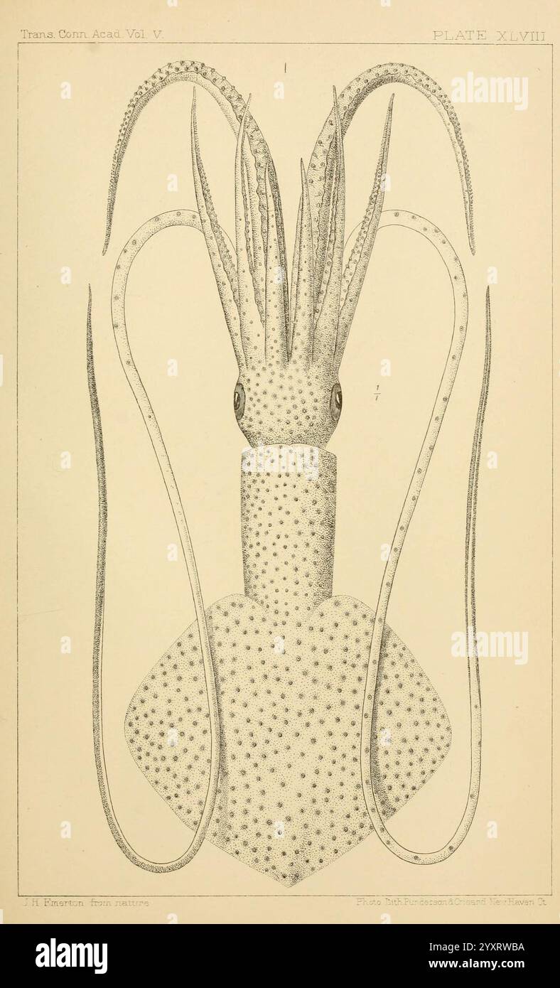 The cephalopods of the north-eastern coast of America, New Haven, Conn ...