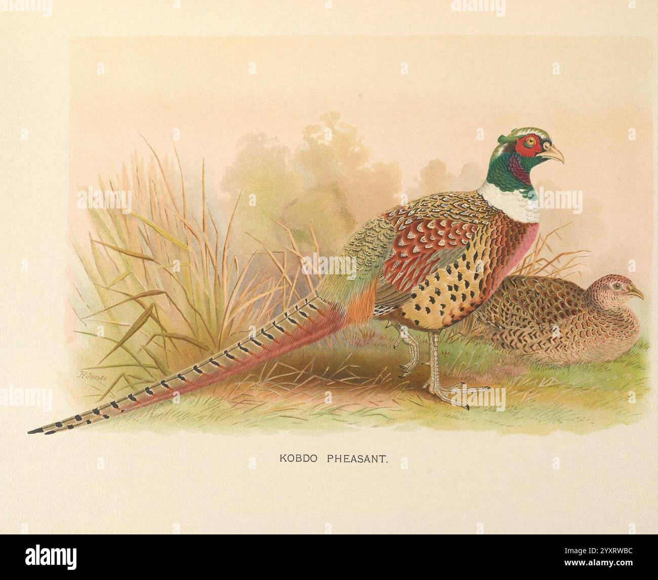 Female koodo pheasant hi-res stock photography and images - Alamy