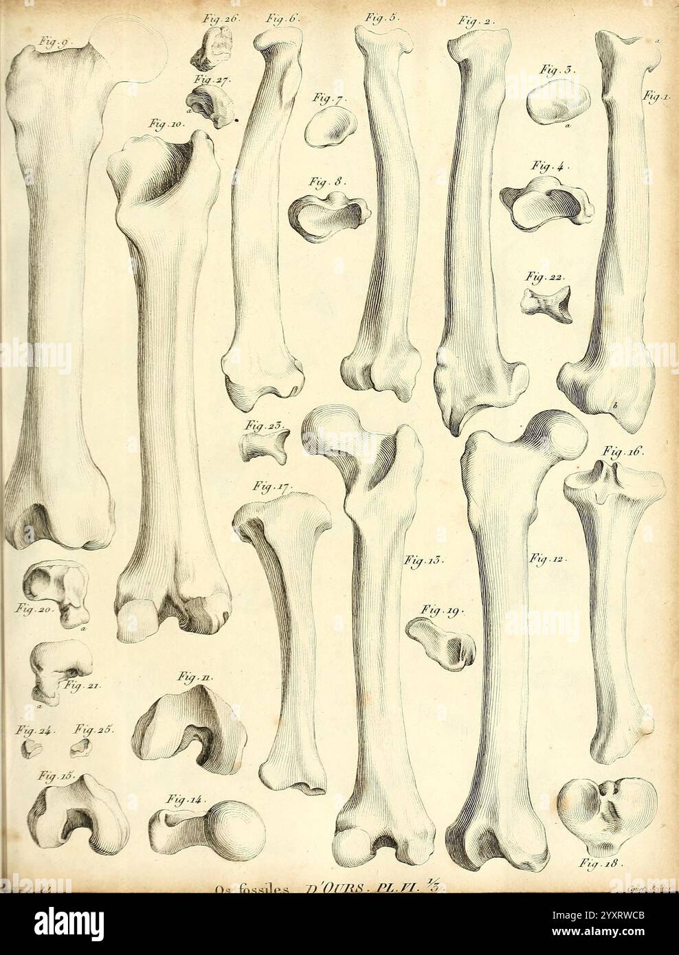 Recherches sur les ossemens fossiles de quadrupèdes Paris, Deterville ...