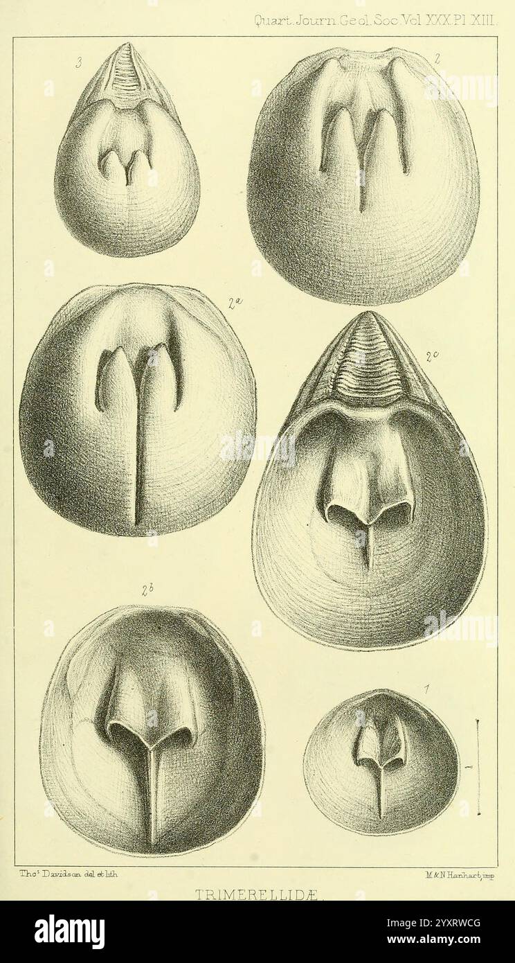 Understanding bivalve morphology hi-res stock photography and images ...